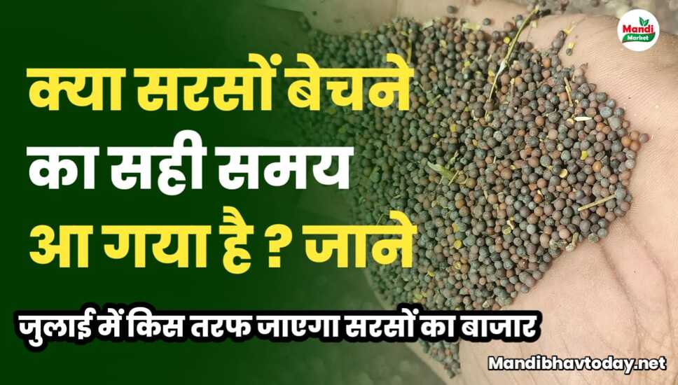 क्या सरसों को बेचने का सही समय आ गया है? जाने सरसों की आज की तेजी मंदी ...