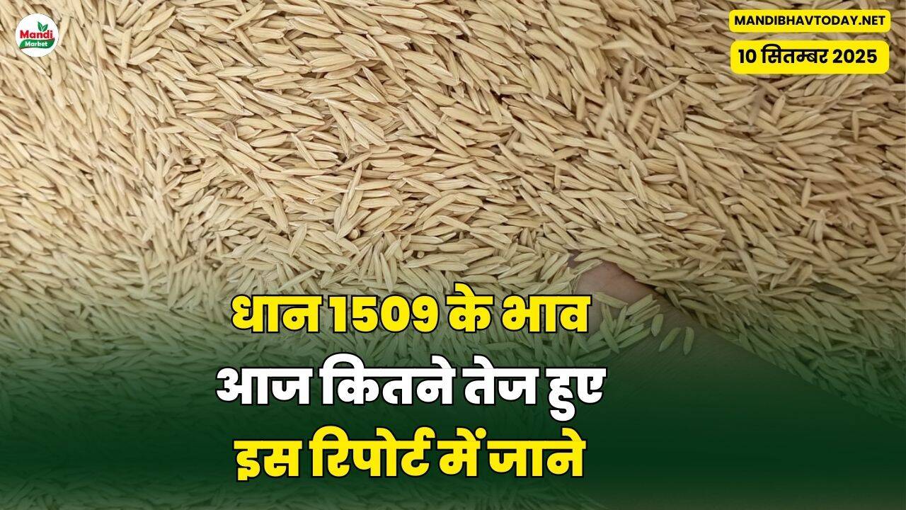 धान 1509 के भाव आज कितने तेज हुए | इस रिपोर्ट में जाने