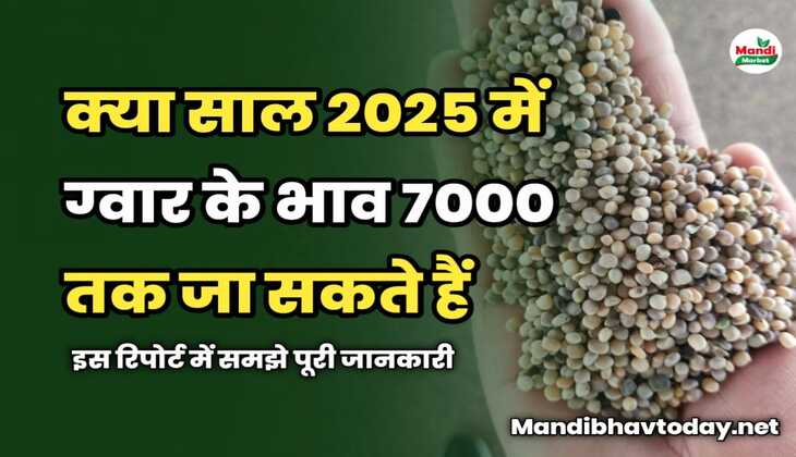 Guar Seed And Gum Report : क्या साल 2025 में ग्वार के भाव 7000 तक जा ...