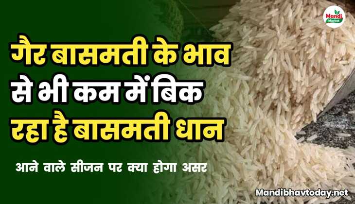 गैर बासमती के भी नीचे पहुंचे बासमती धान के भाव | आखिर क्या है इसकी वज़ह ...