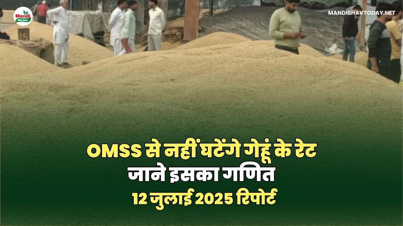OMSS से नहीं घटेंगे गेहूं के रेट - जाने इसका गणित